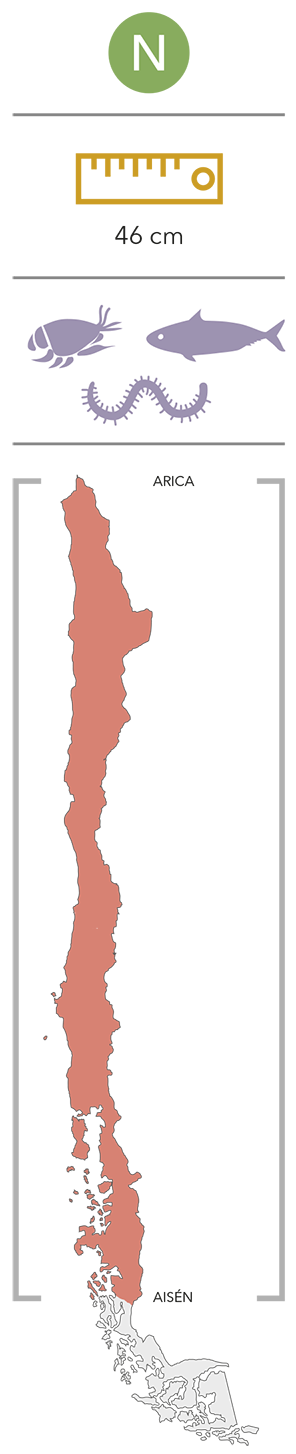 ChileASP | Areas Silvestres Protegidas